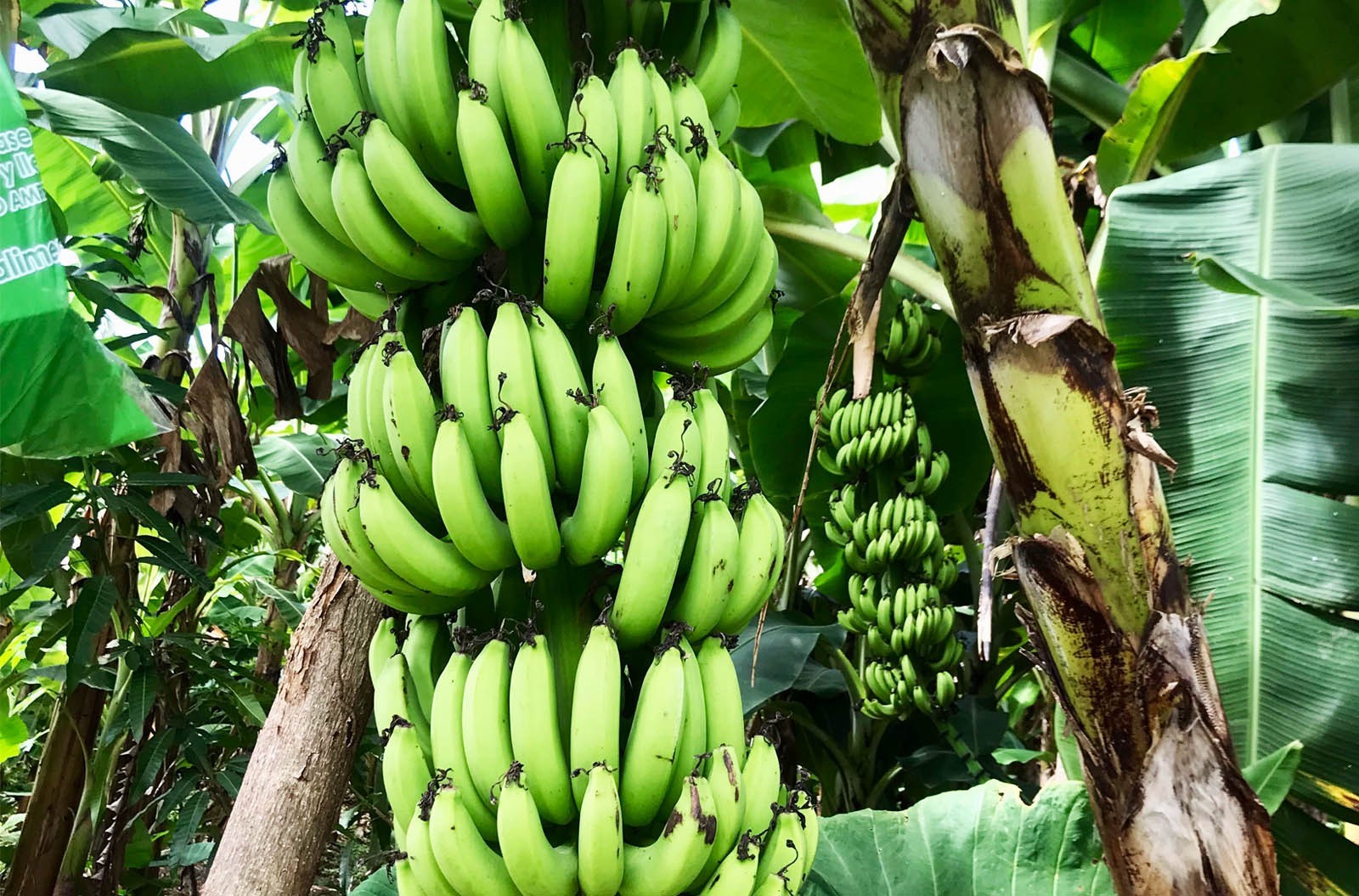 La pandemia del banano atemoriza a América Latina y el Caribe