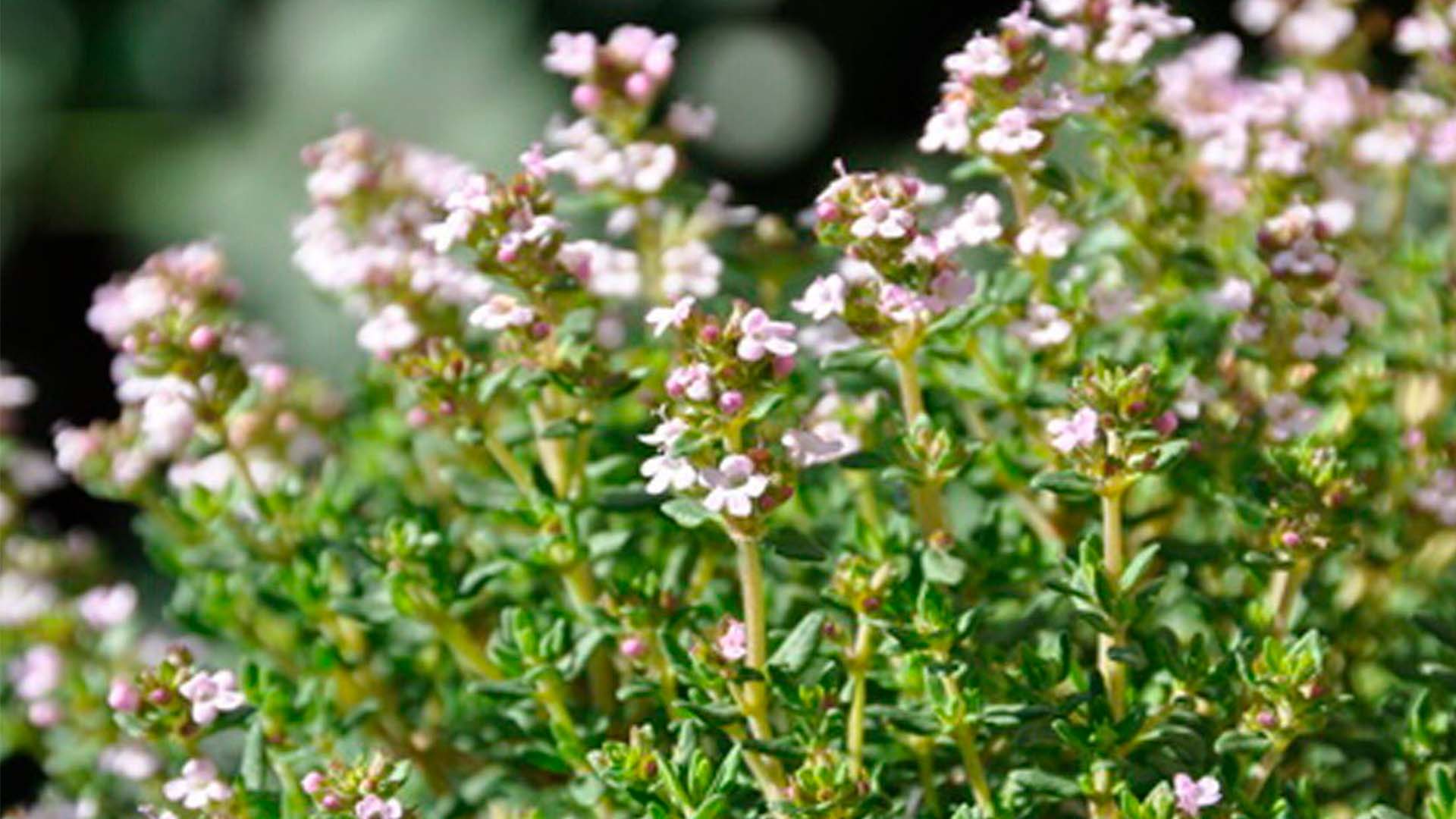 Tomillo: contraindicaciones, propiedades y beneficios